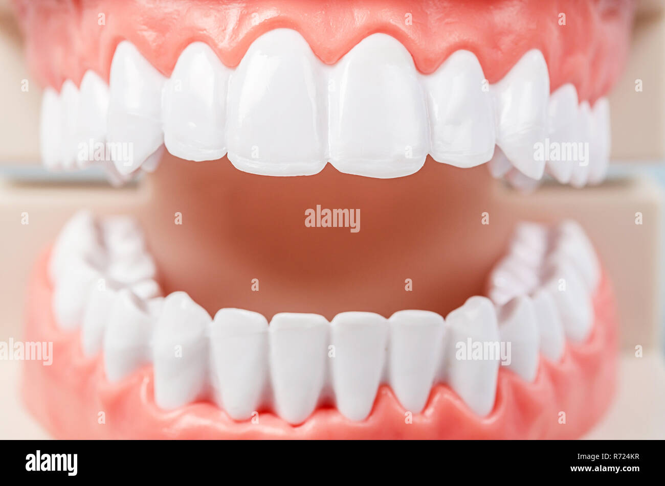 Dental tooth dentistry student learning teaching model showing teeth ...