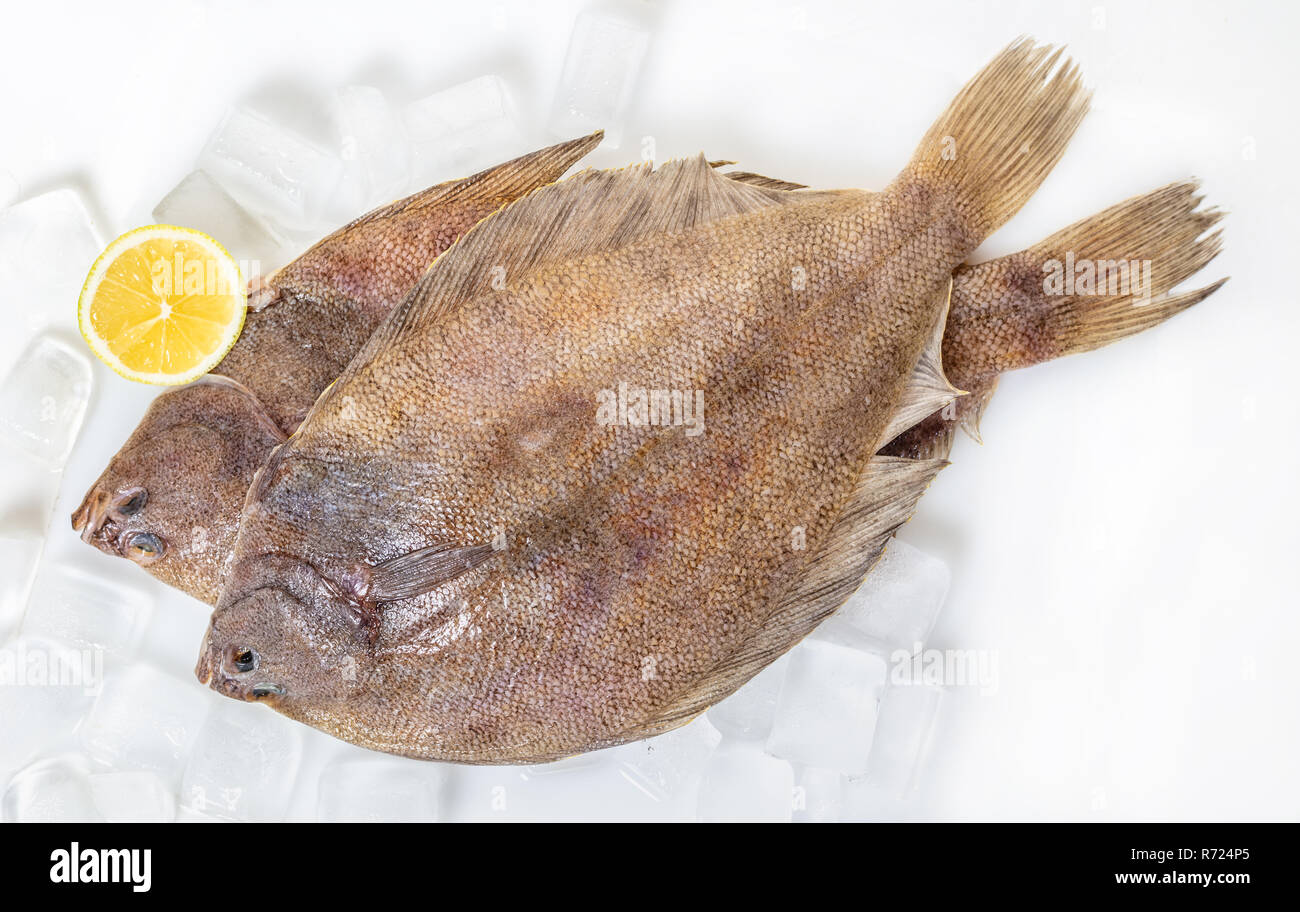 fresh raw flounder fish on ice background Stock Photo - Alamy