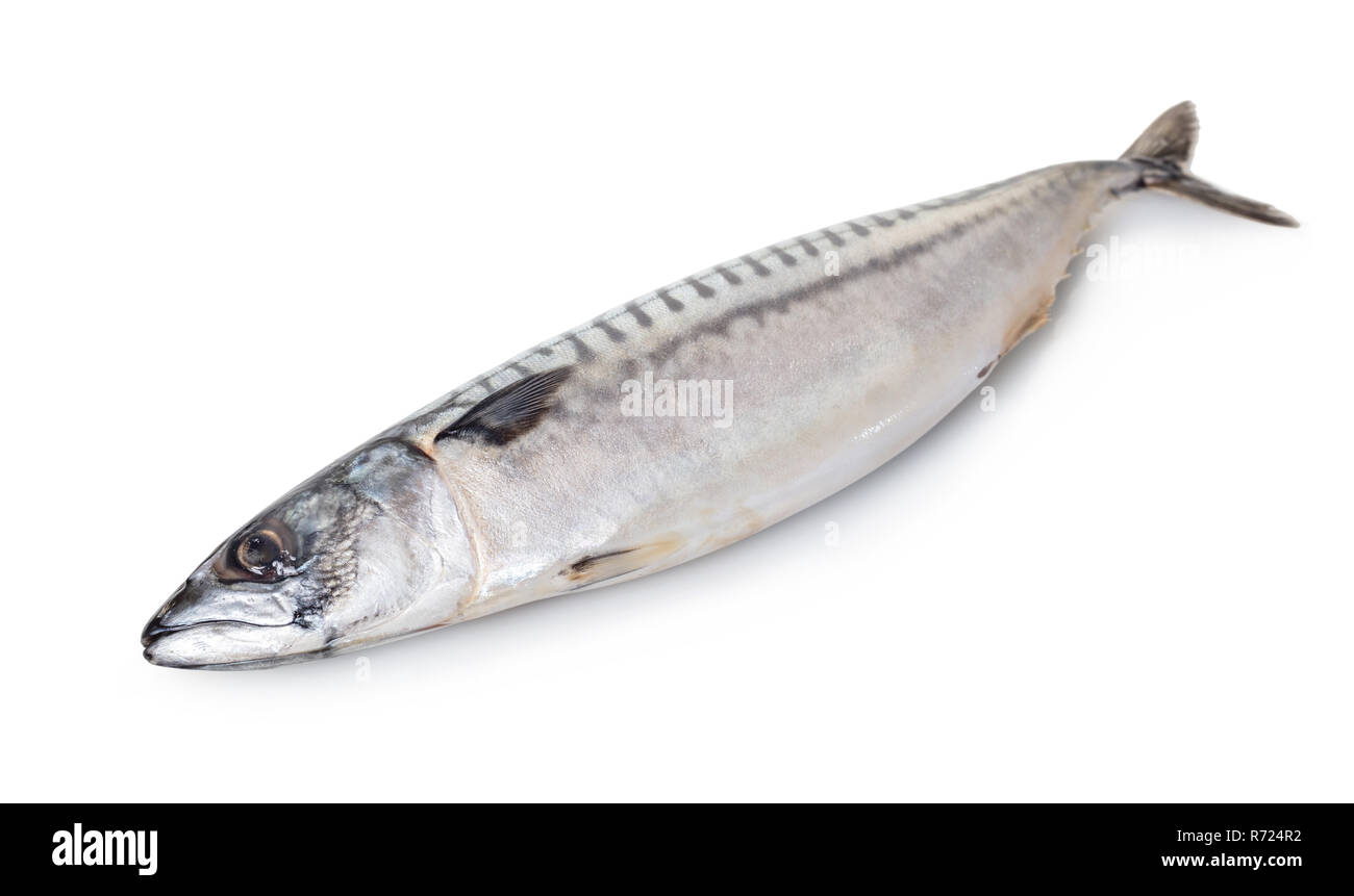 raw mackerel fish on white isolated background Stock Photo - Alamy
