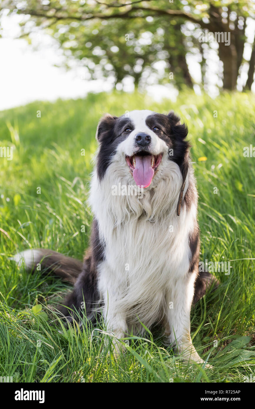 Smiling tongue neck happy hi-res stock photography and images - Alamy