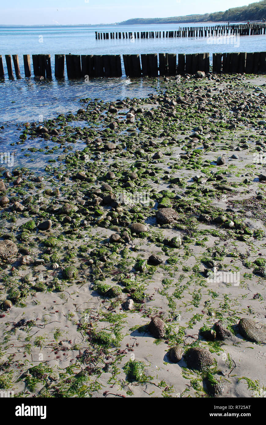 Coast protection at the baltic sea (Kuehlungsborn, Germany): groynes ...
