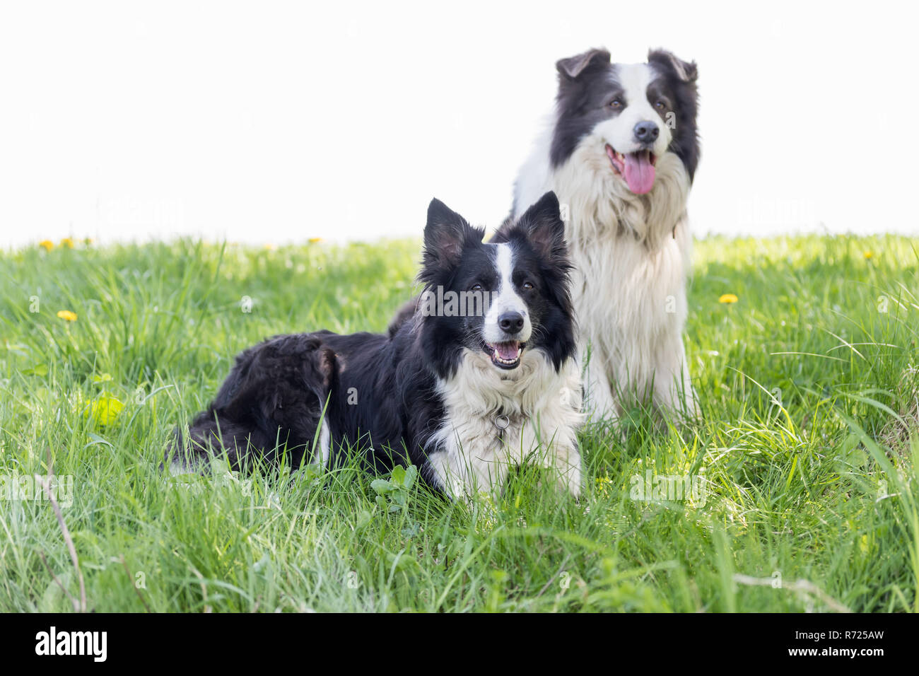 Are Border Collies Better In Pairs