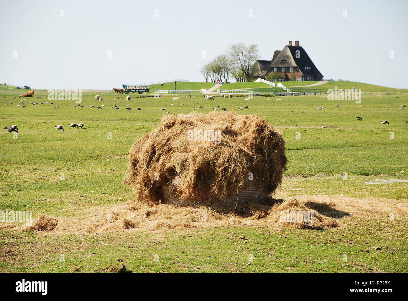 The Halligen (singular Hallig) are ten small German islands without ...