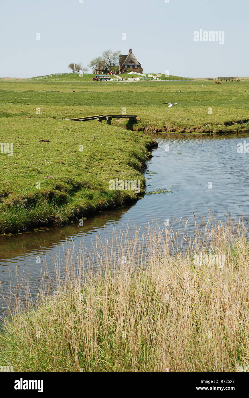 Halligen island farm hi-res stock photography and images - Alamy
