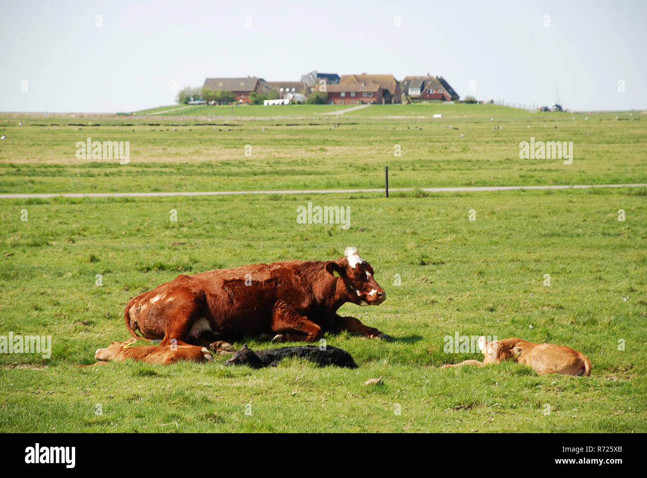 The Halligen (singular Hallig) are ten small German islands without ...
