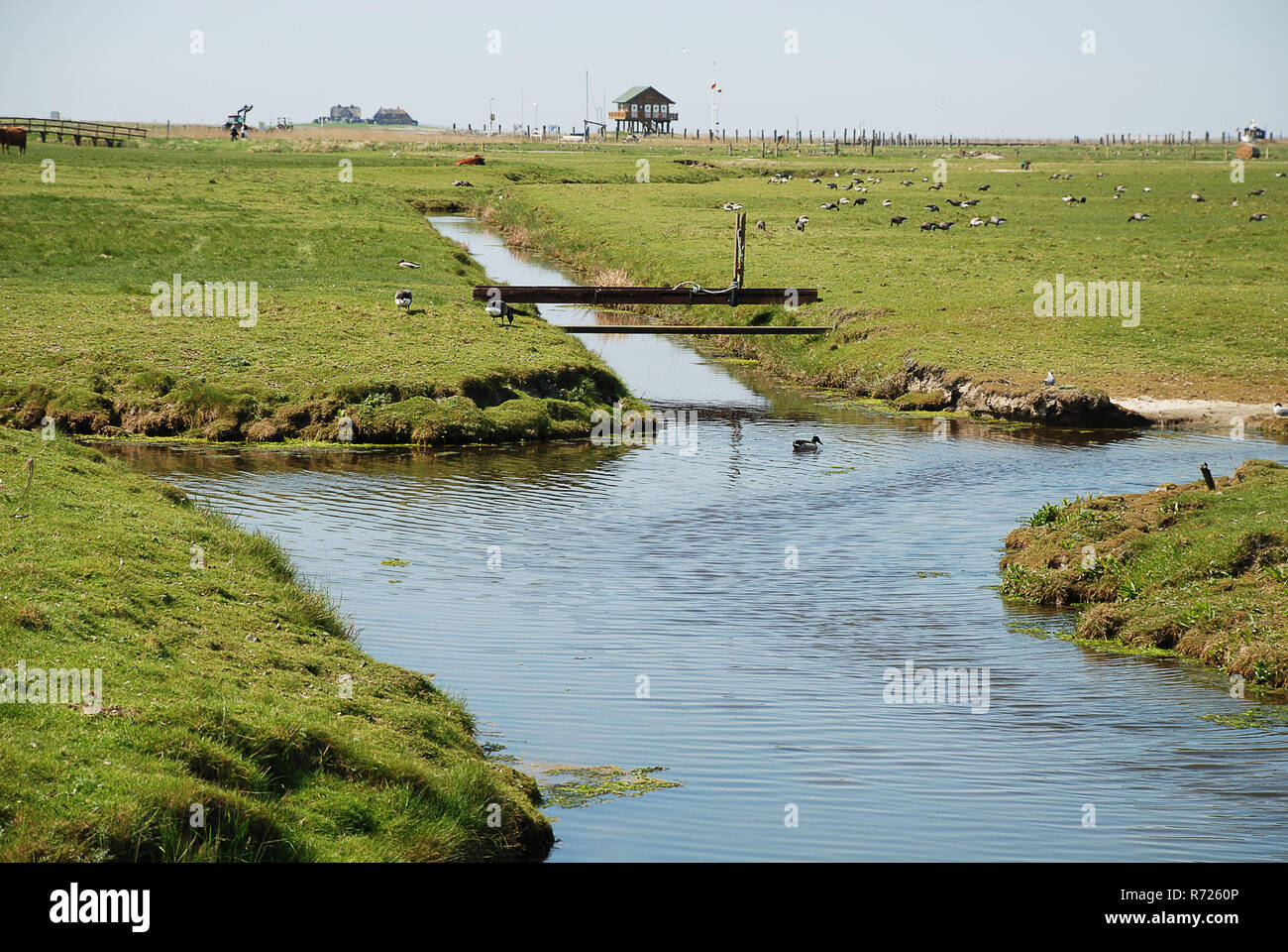 Hallig hooge hi-res stock photography and images - Alamy