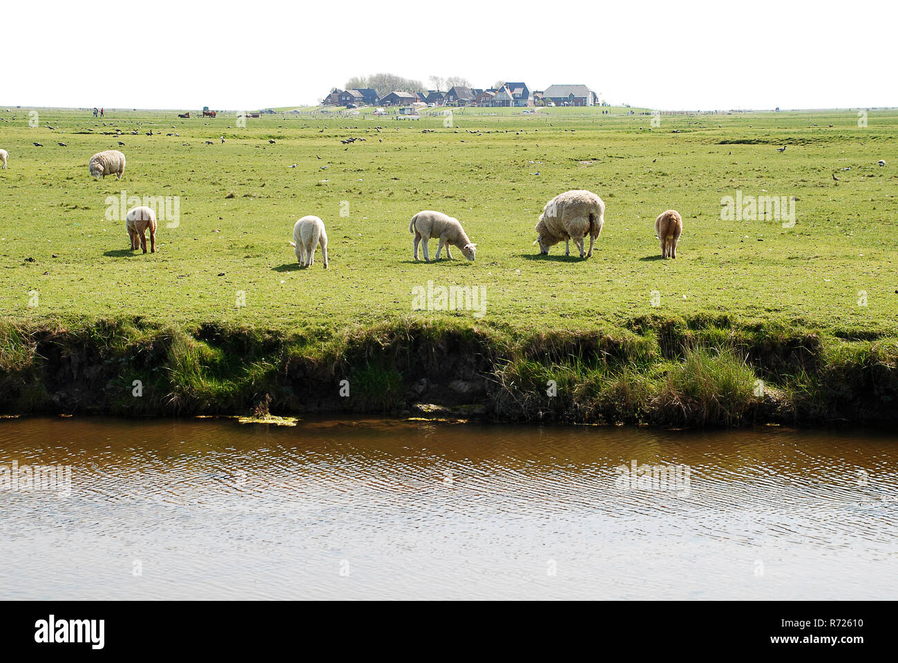 Halligen island farm hi-res stock photography and images - Alamy