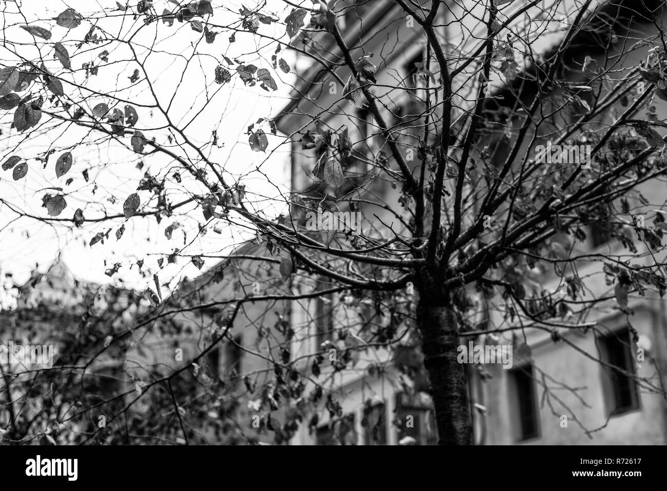Falling of leaves Black and White Stock Photos & Images - Alamy