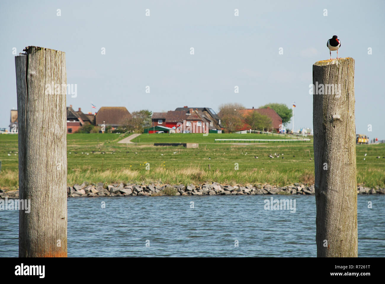 Halligen High Resolution Stock Photography and Images - Alamy