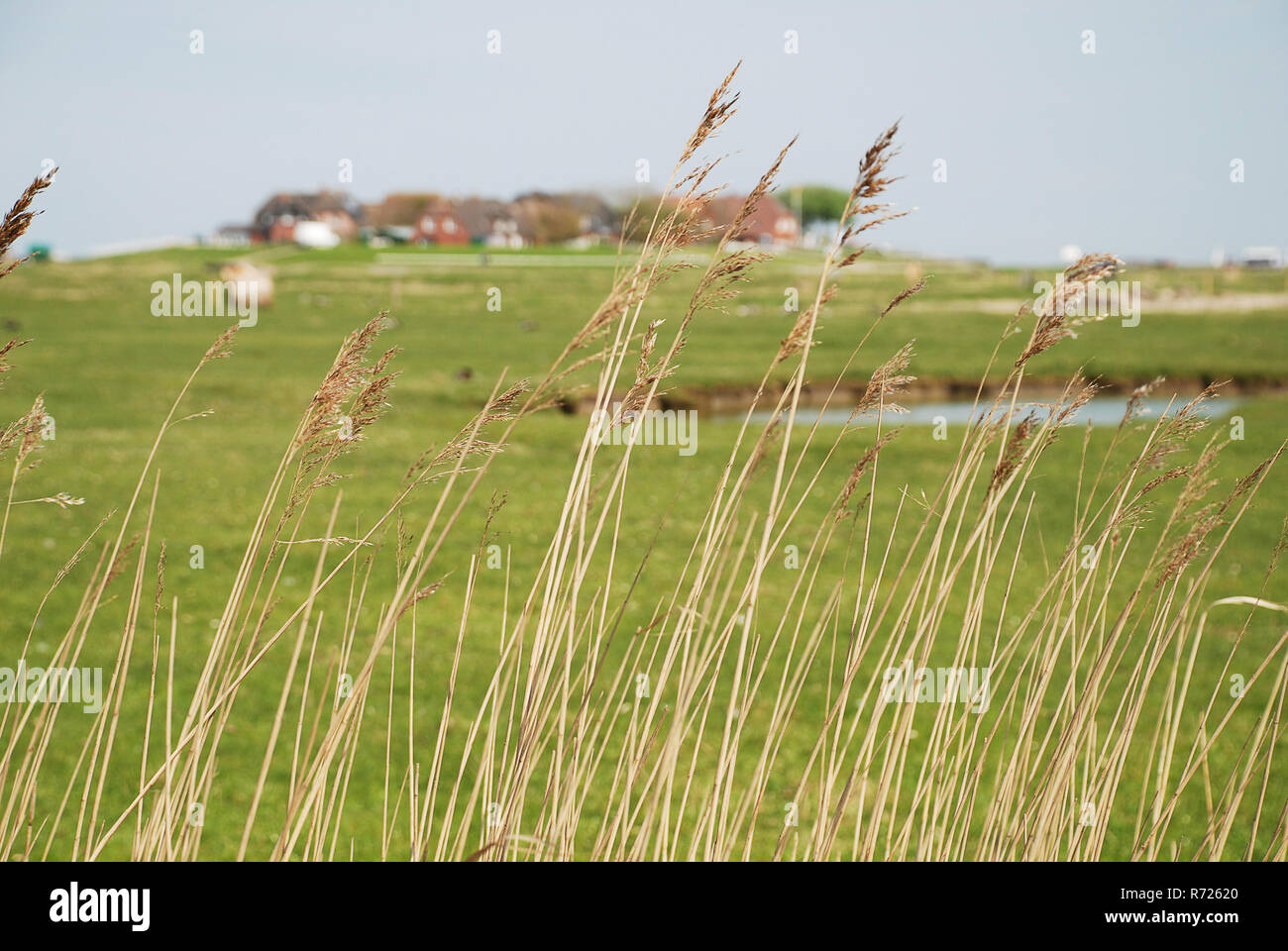Wadden sea n hi-res stock photography and images - Alamy