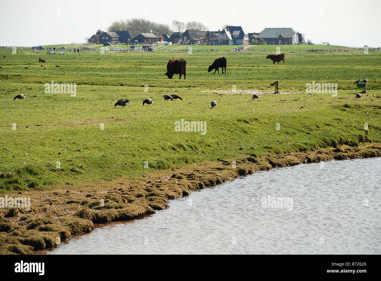 View of the Hallig Hooge (Germany). The Halligen (singular Hallig) are ...