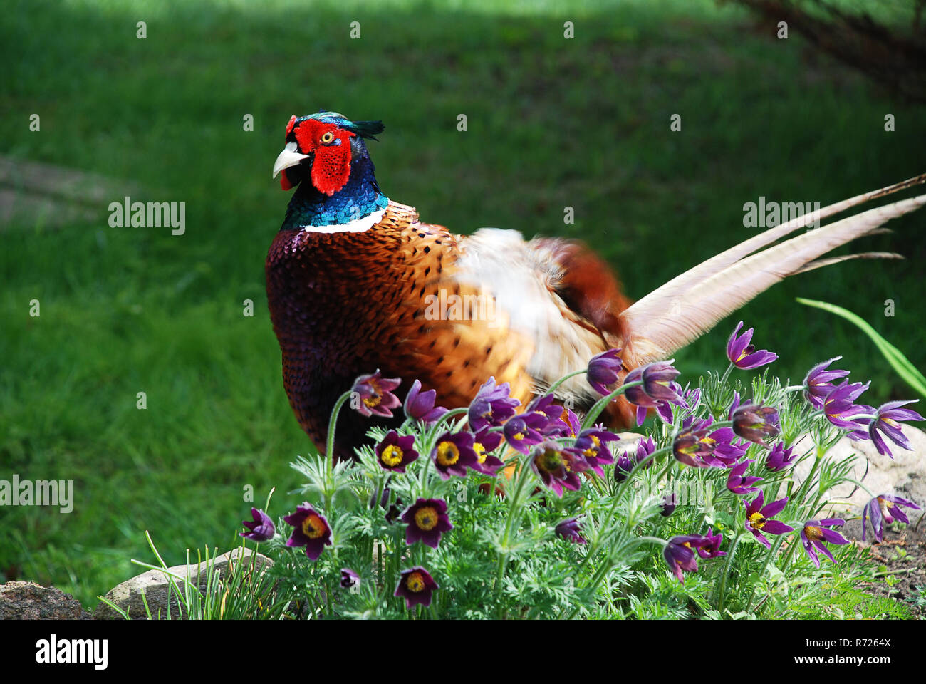 The common pheasant (Phasianus colchicus) is a bird in the pheasant ...