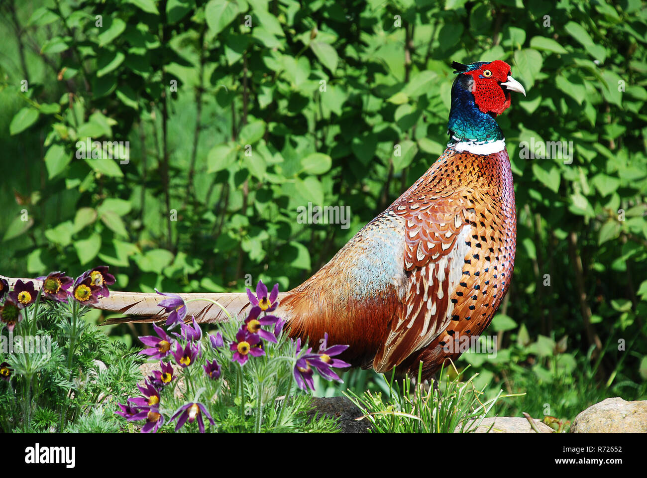 The common pheasant (Phasianus colchicus) is a bird in the pheasant ...