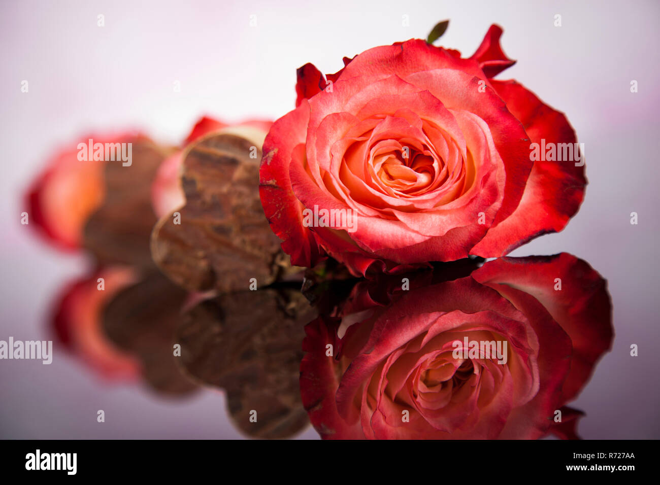 Natural background of fresh roses Stock Photo - Alamy