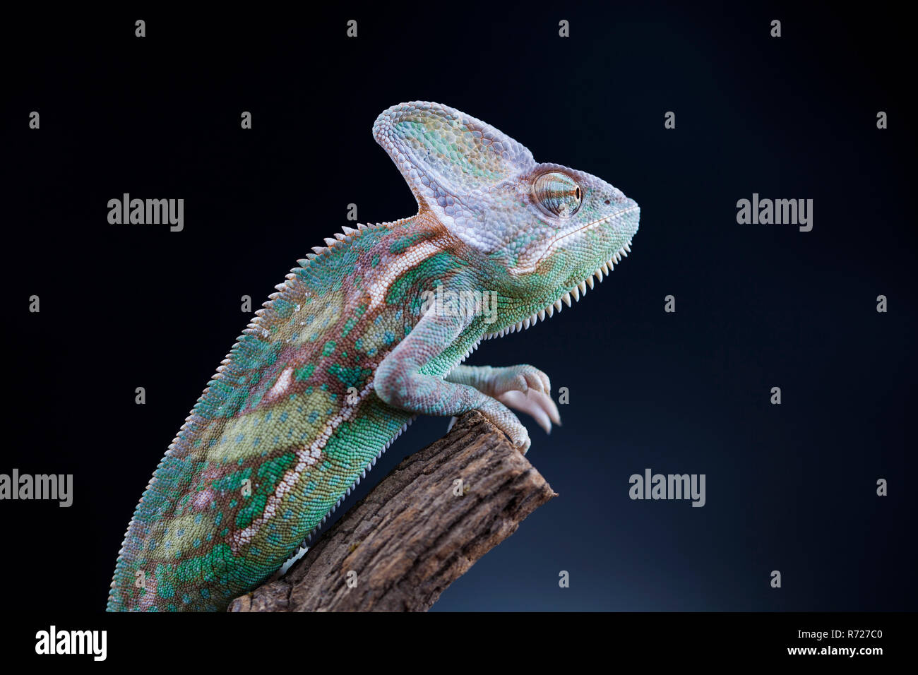 Animal, Chameleon lizard Stock Photo - Alamy