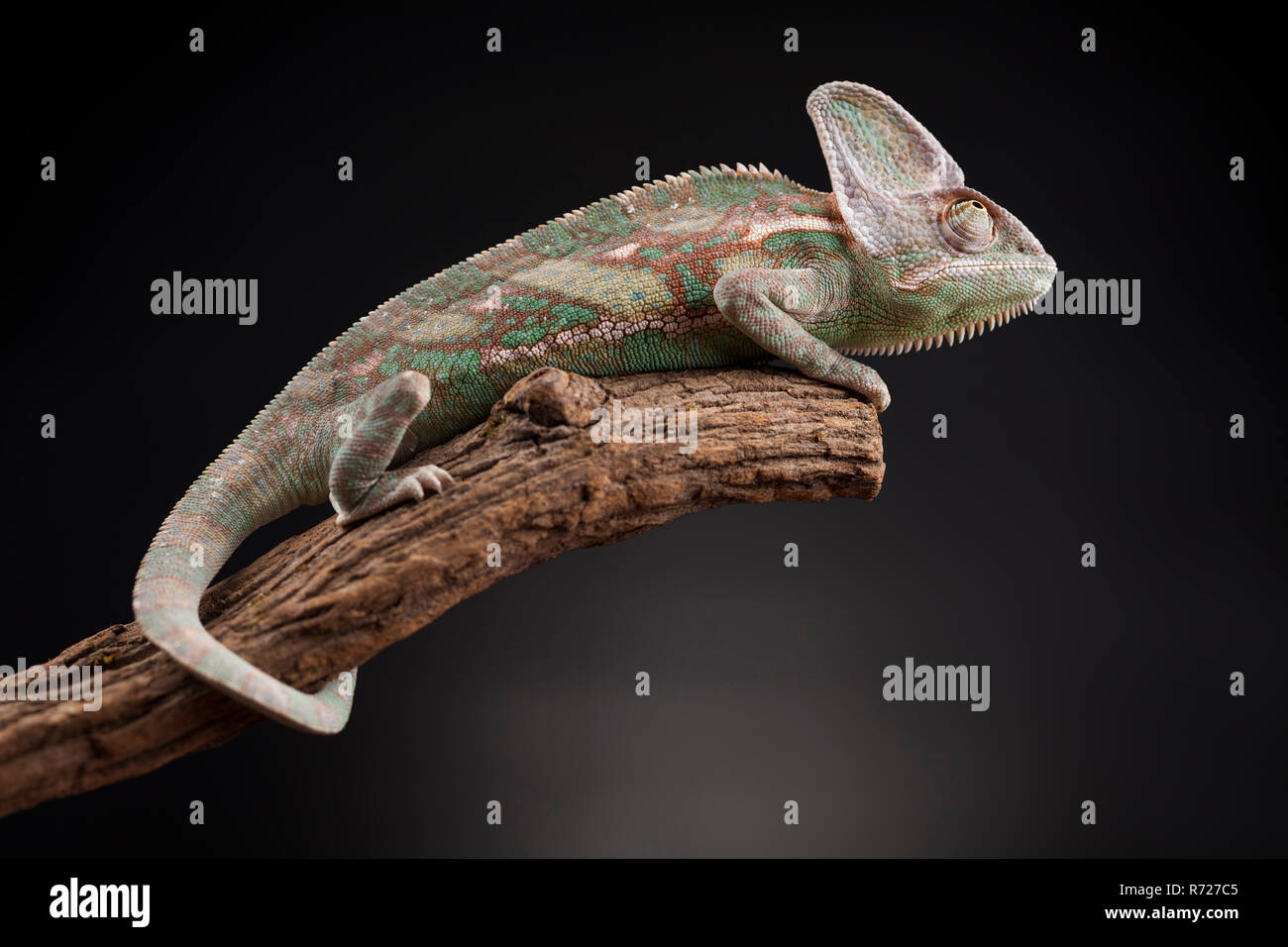 Animal, Chameleon lizard Stock Photo - Alamy