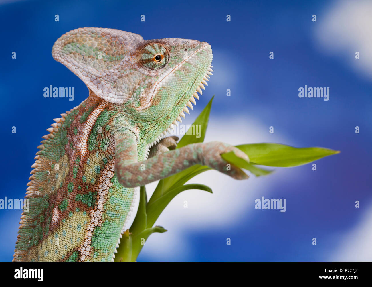 Sky background, reptile, Chameleon lizard Stock Photo - Alamy