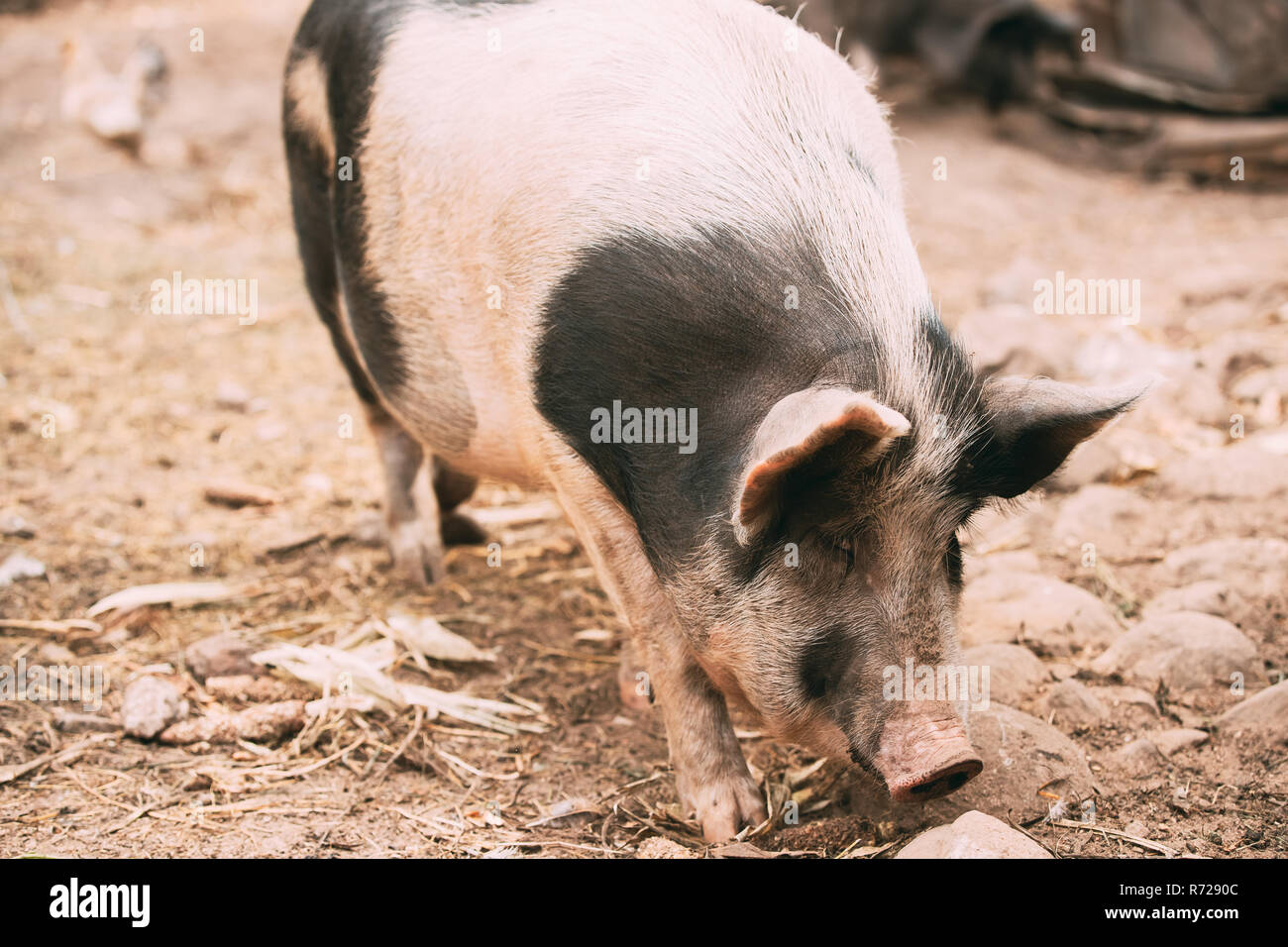 Household A Large White Pig In Farm Livestock Yard. Pig Farming Stock ...