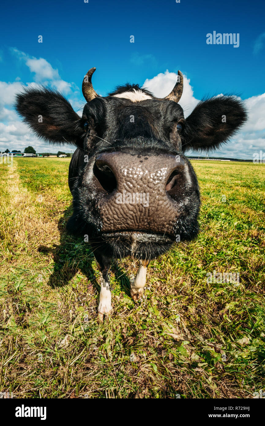 Funny Portrait Of Black Cow In Meadow Or Field With Green Grass. Wide ...