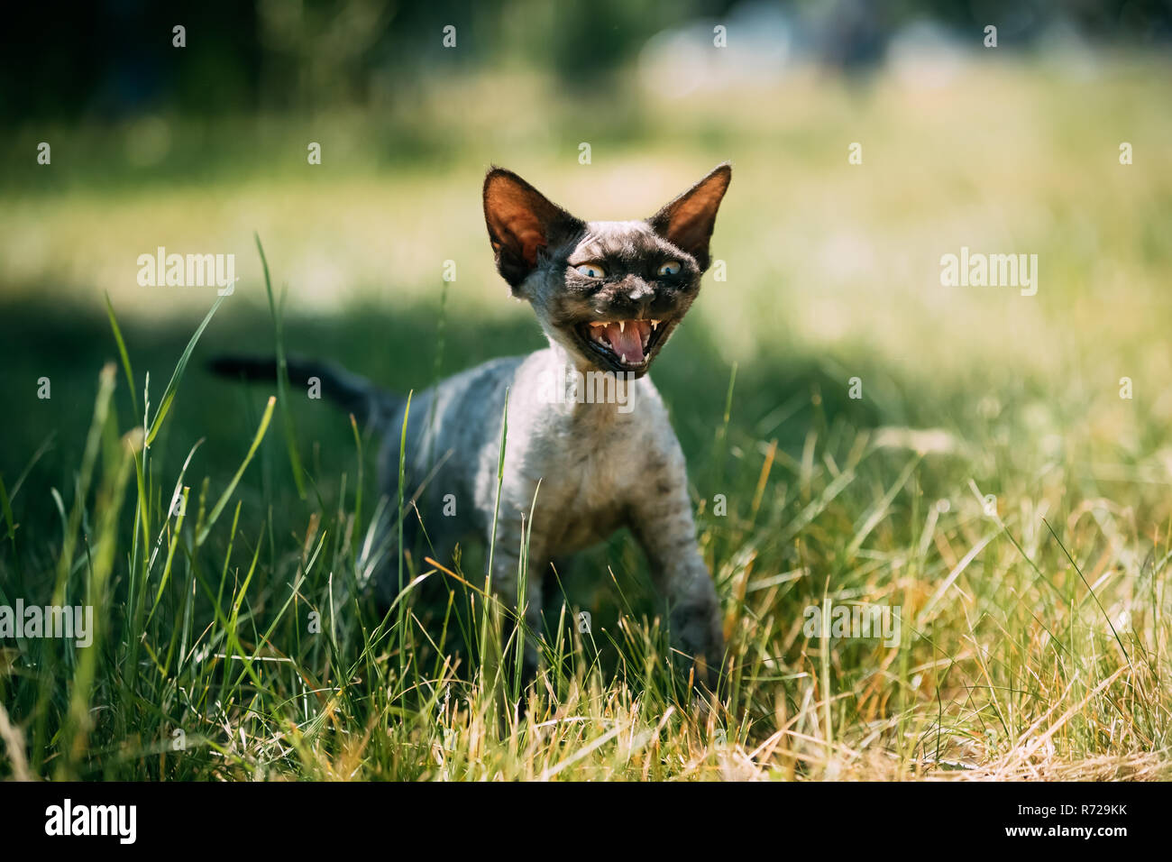 Funny Young Gray Devon Rex Kitten Meowing In Green Grass. Short-haired Cat Of English Breed ...