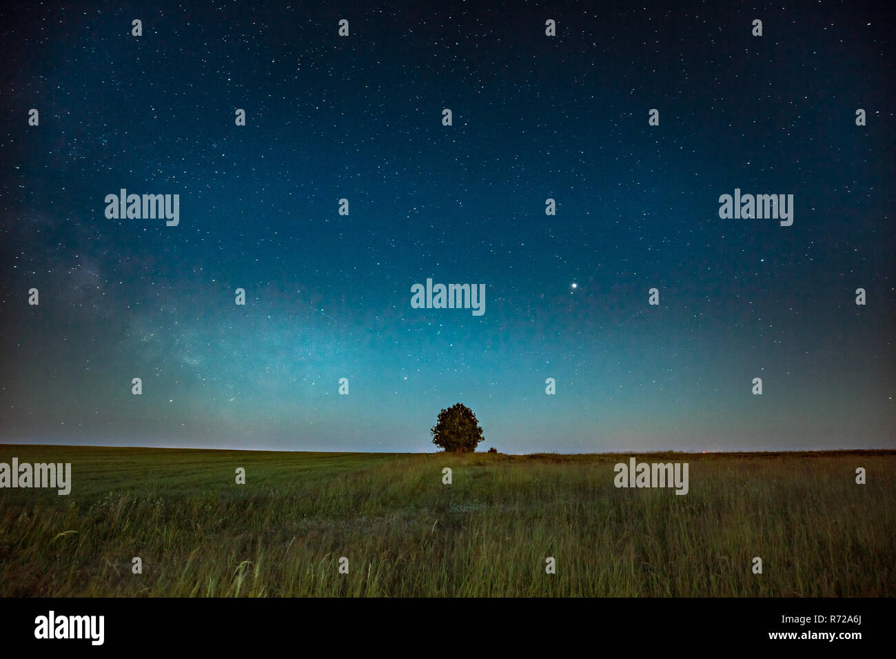 Blue Night Starry Sky Above Lonely Tree In Meadow. Glowing Stars And ...