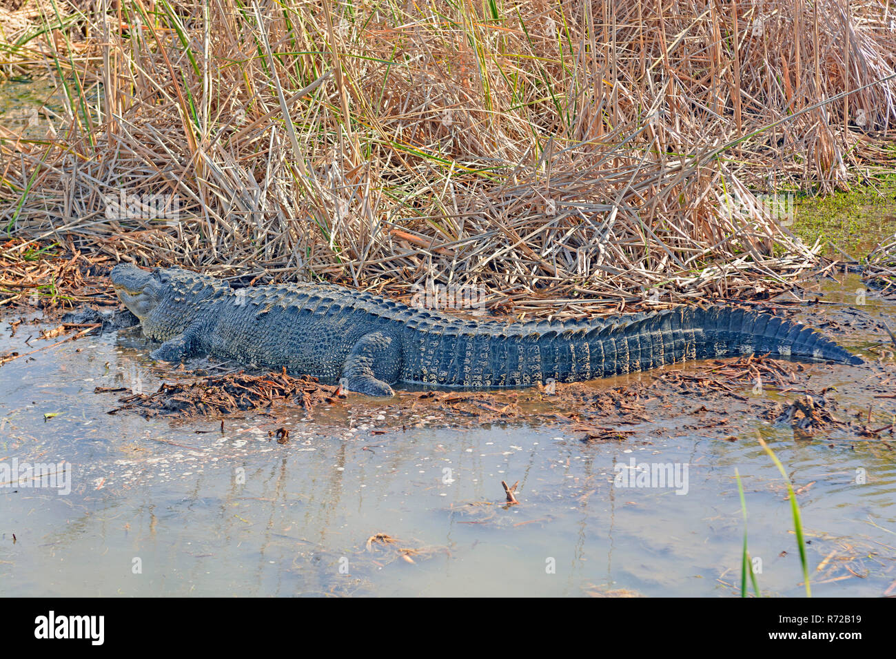 Side view of alligator hi-res stock photography and images - Alamy