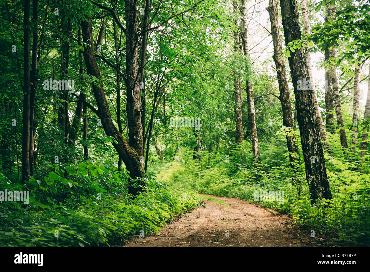 Walkway Lane Path With Through Green Trees In Forest. Beautiful Alley ...