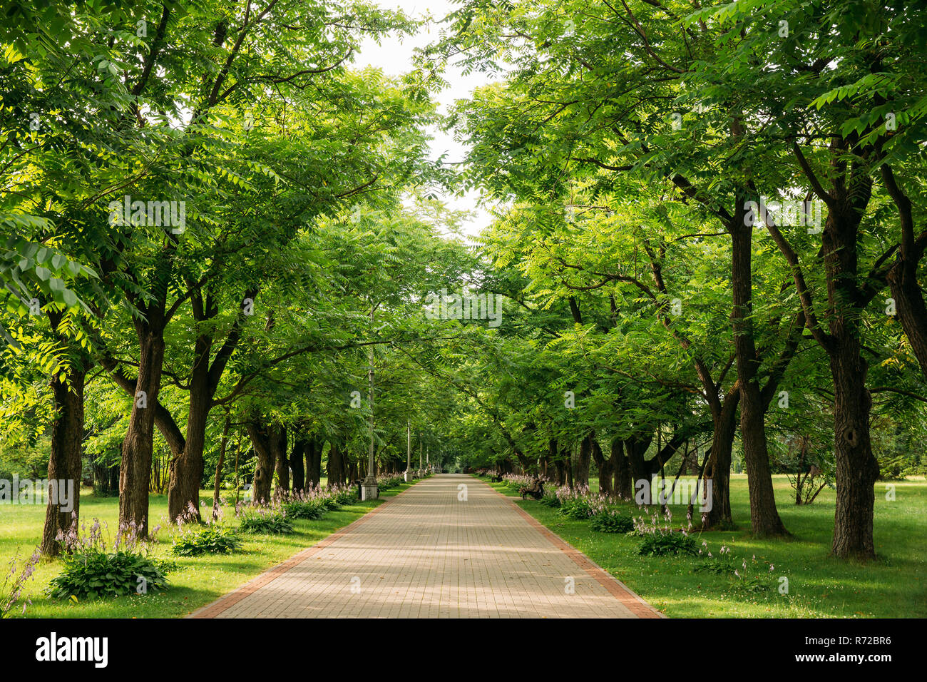 Walkway Lane Path With Through Juglans Mandshurica, The Manchurian ...