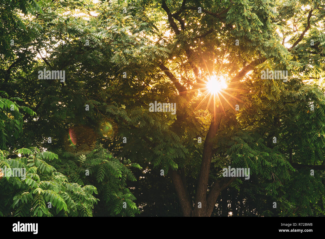 Summer Sun Shining Through Canopy Of Tall Trees. Sunlight In Deciduous ...