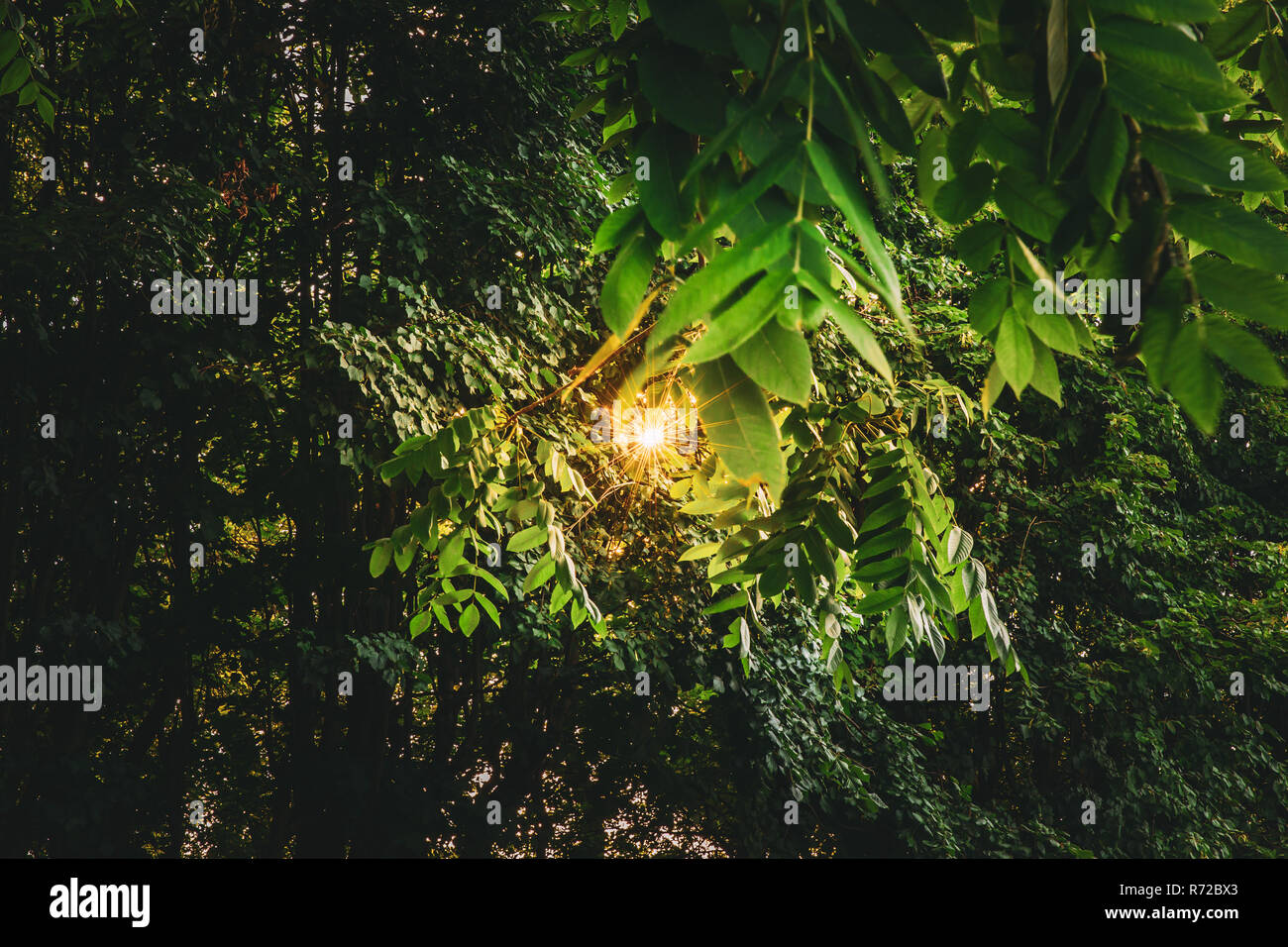 Summer Sun Shining Through Canopy Of Tall Trees. Sunlight In Deciduous ...