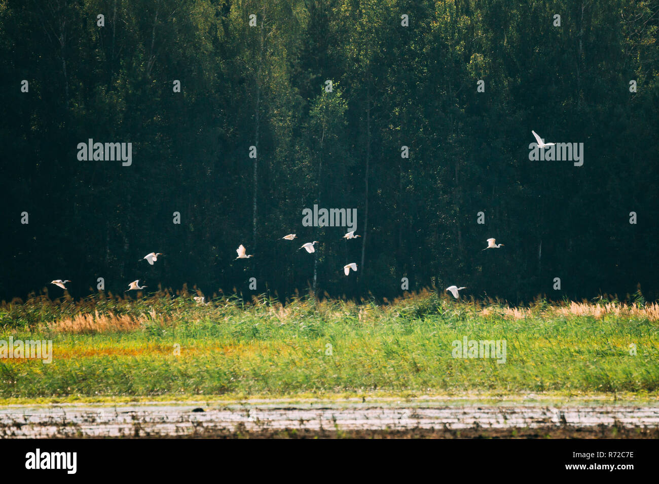 Belarus. Flock Wild Birds Great Egrets Or Ardea Alba Flying Above Swamp ...