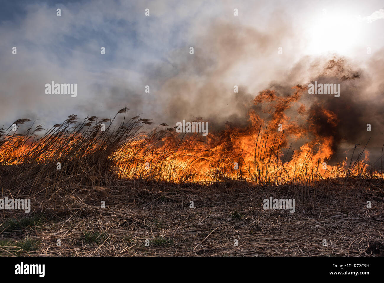 Dried reeds growing in the fire at sunset. Image of global and their ...