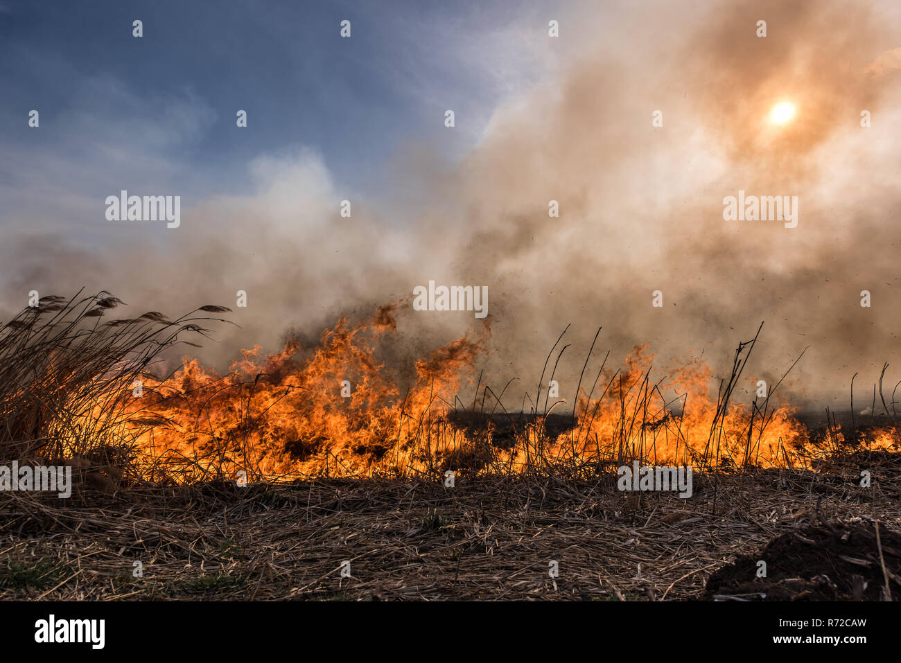 Dried reeds growing in the fire at sunset. Image of global and their ...