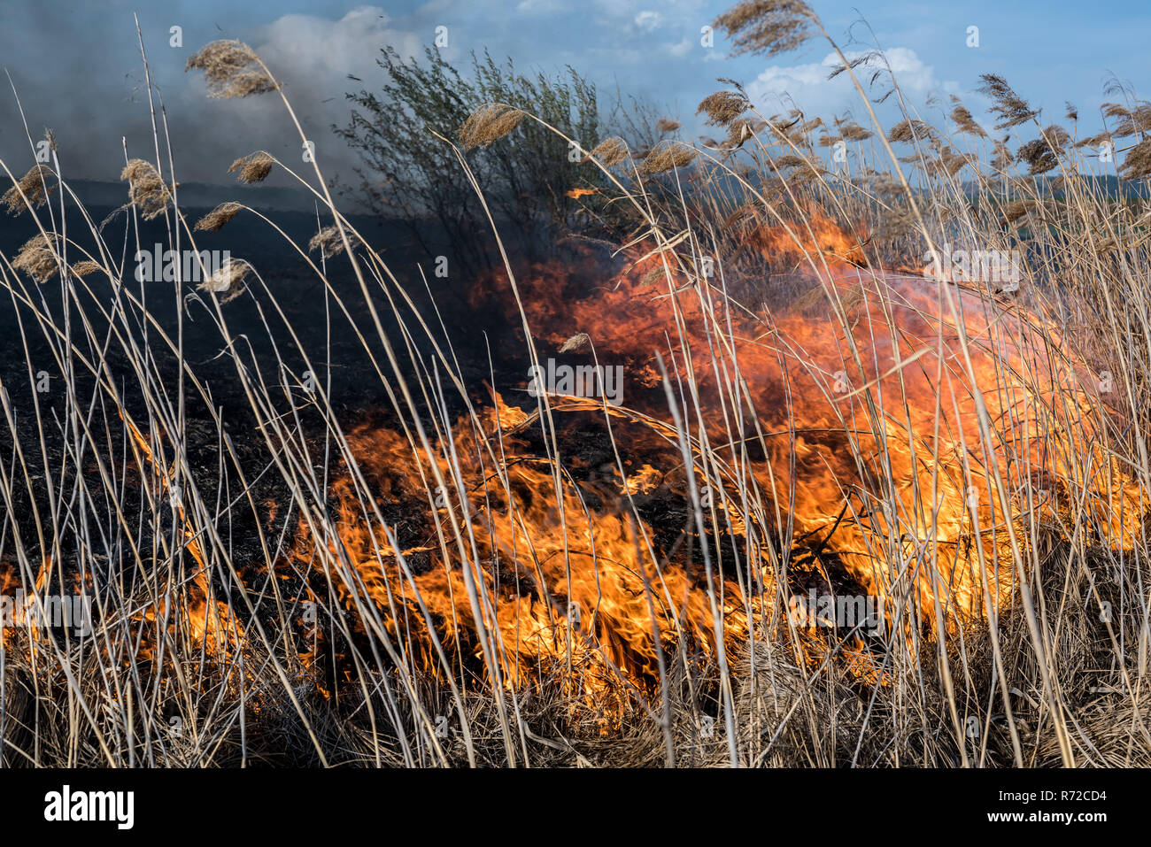 Dried reeds growing in the fire at sunset. Image of global and their ...