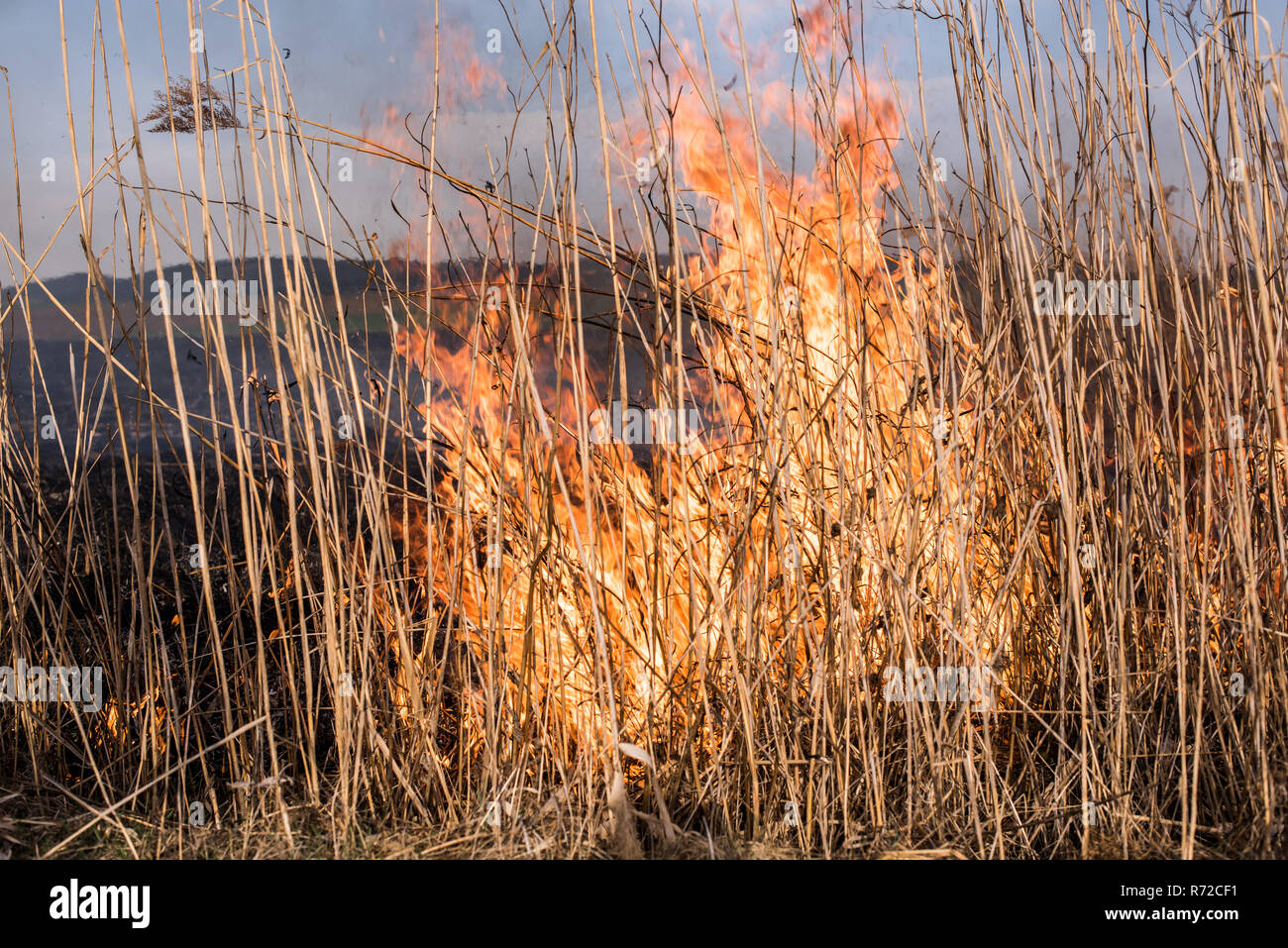 Dried reeds growing in the fire at sunset. Image of global and their ...