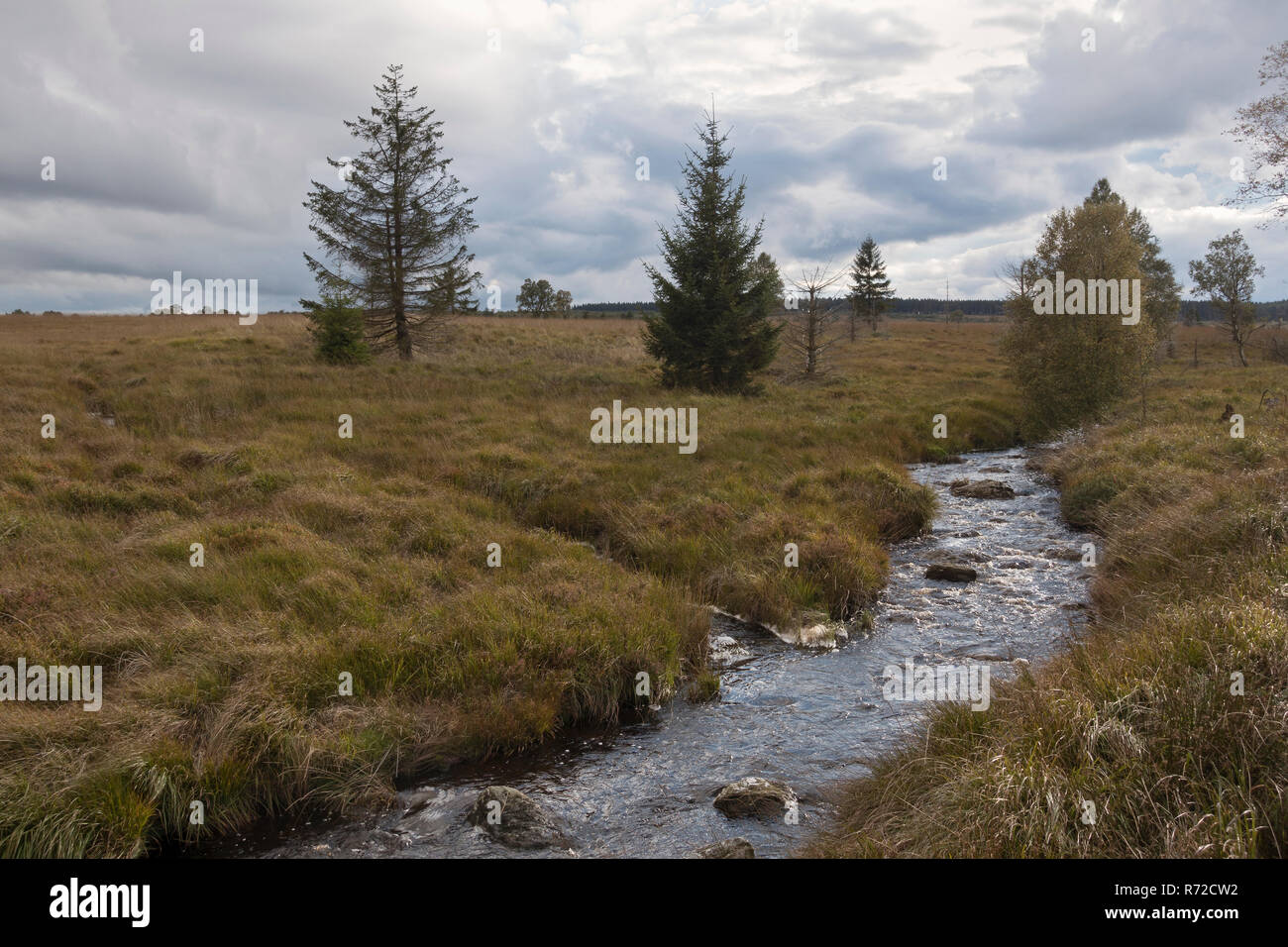 High Fens, a raised bog in the Eifel, with river Hill, famous nature ...