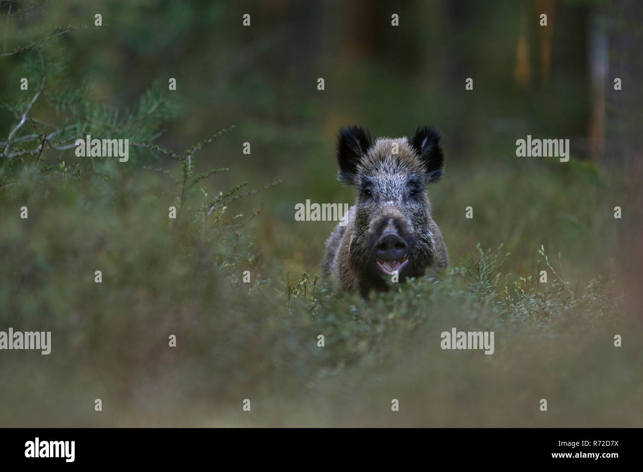 Wild Boar / Wild Hog / Feral Pig / Wildschwein ( Sus scrofa ) in the ...