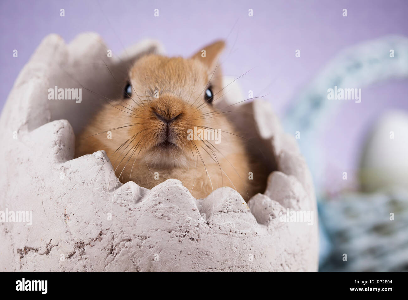 Bunny, rabbit and easter eggs Stock Photo - Alamy