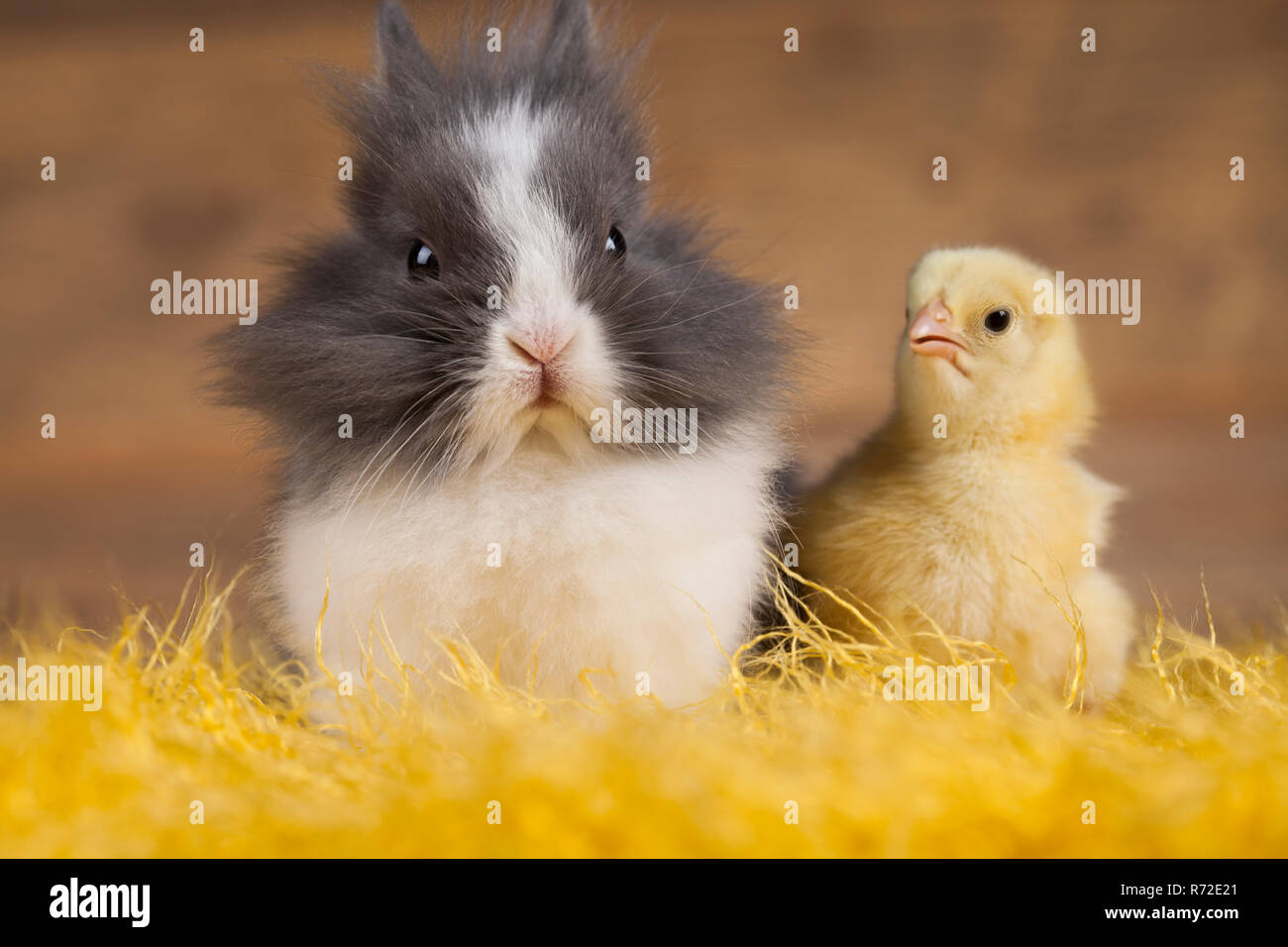 Easter Bunny and Chick Stock Photo - Alamy