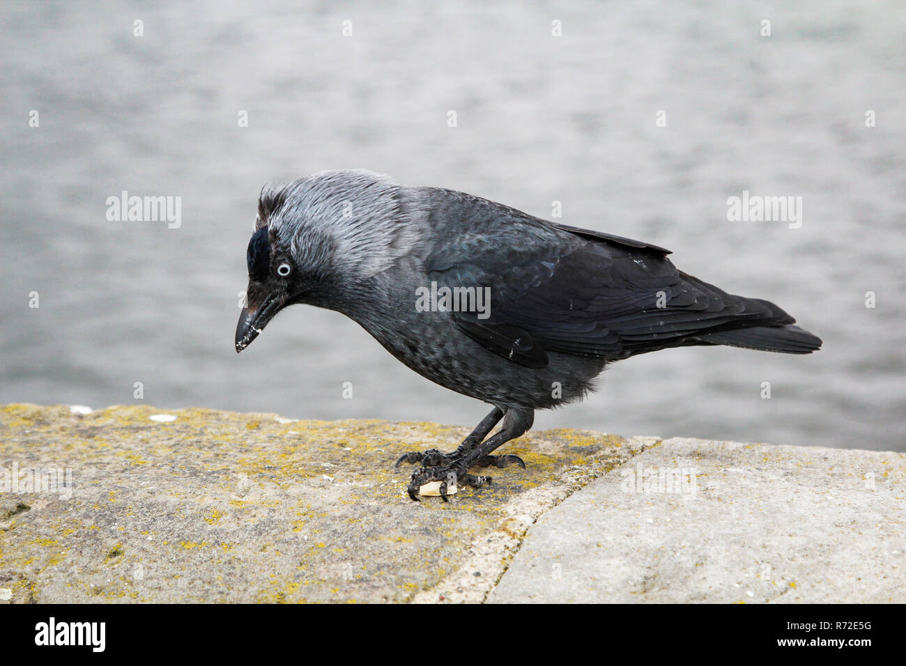 jackdaw on a wall Stock Photo - Alamy