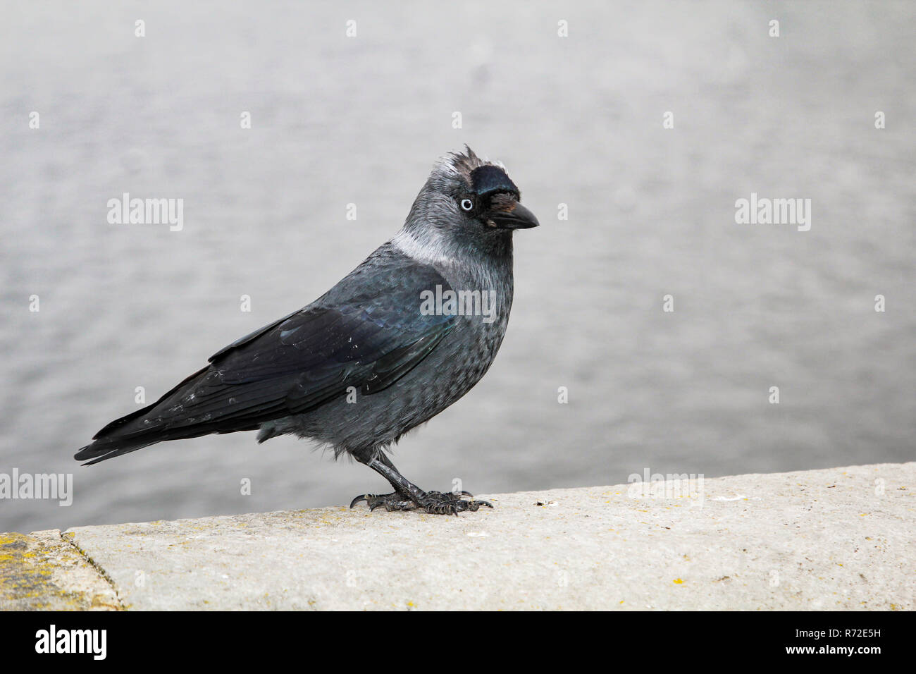 Blue sky with jackdaw on tree hi-res stock photography and images - Alamy