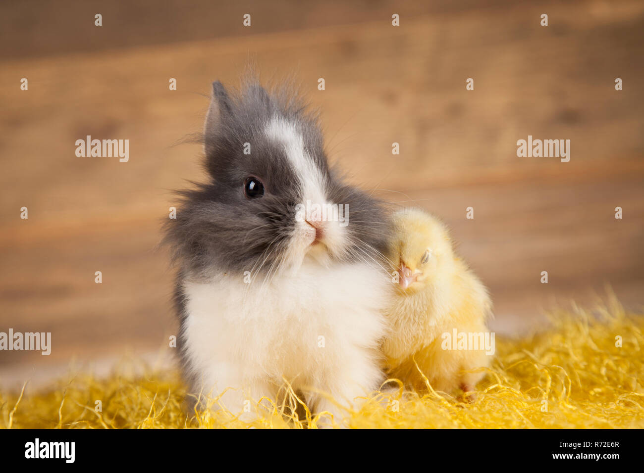 Easter Bunny and Chick Stock Photo - Alamy