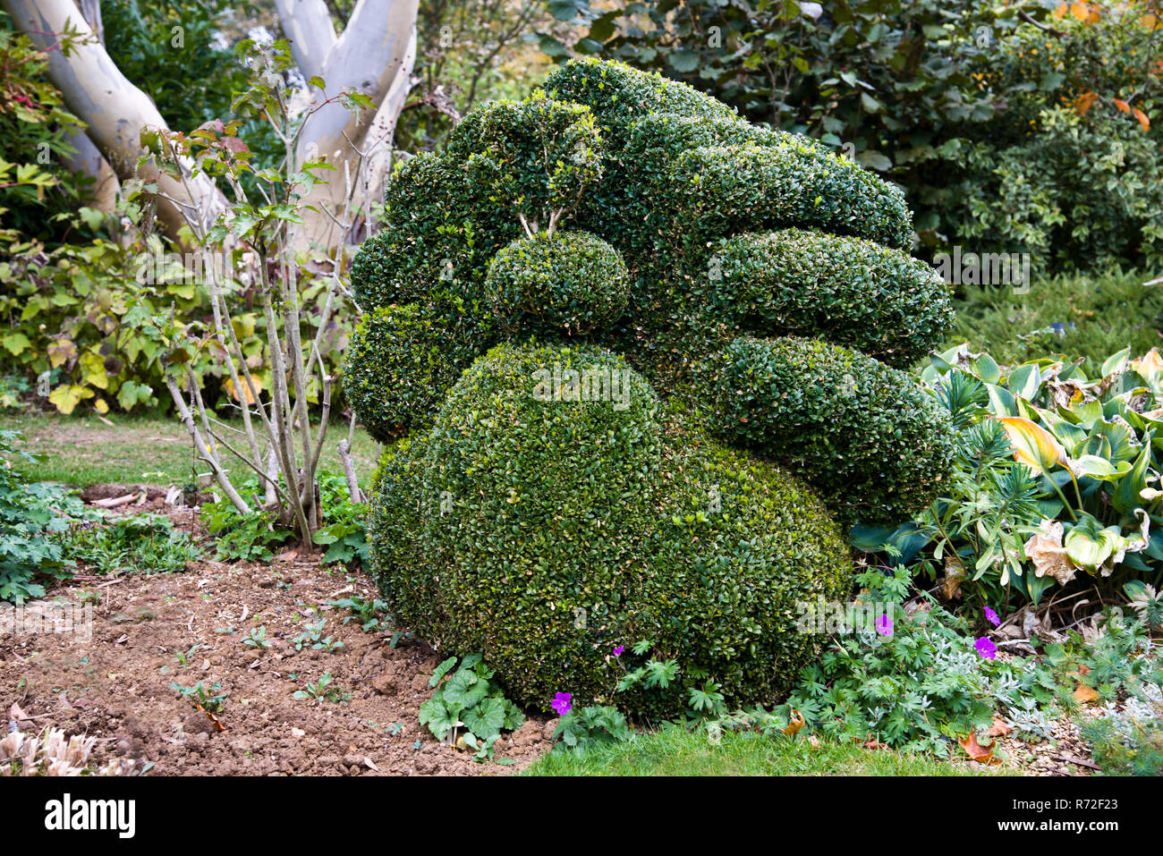 Box plant hi-res stock photography and images - Alamy