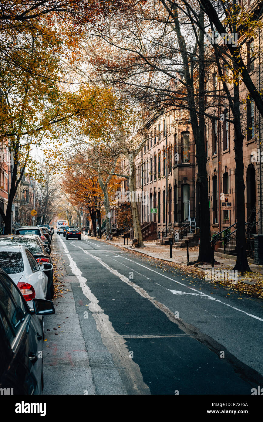 Autumn color along a street near Rittenhouse Square, in Philadelphia ...