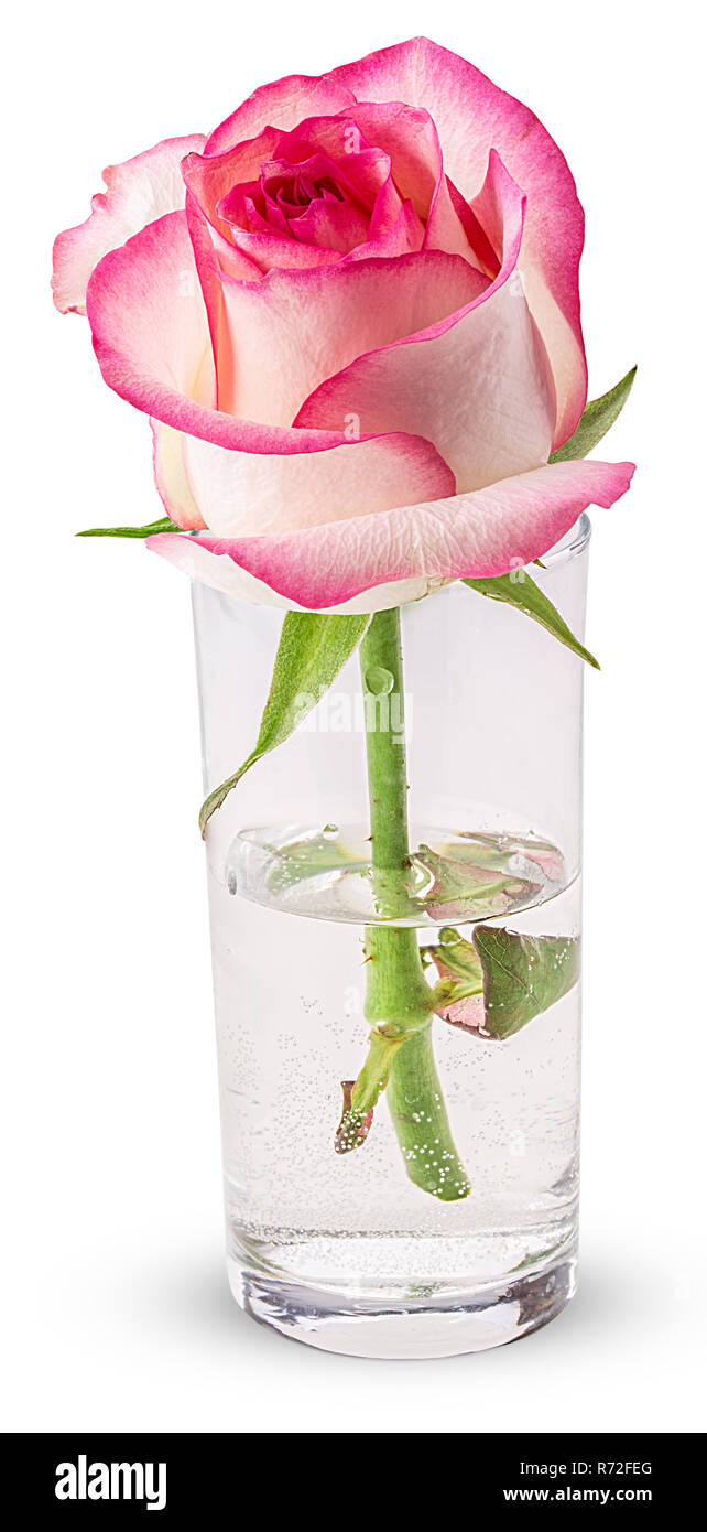 Field full flowers in Cut Out Stock Images & Pictures - Alamy