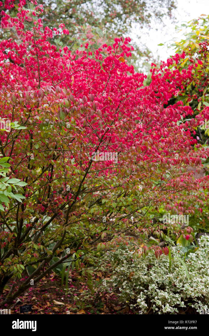 Euonymus alatus winged spindle tree hi-res stock photography and images ...