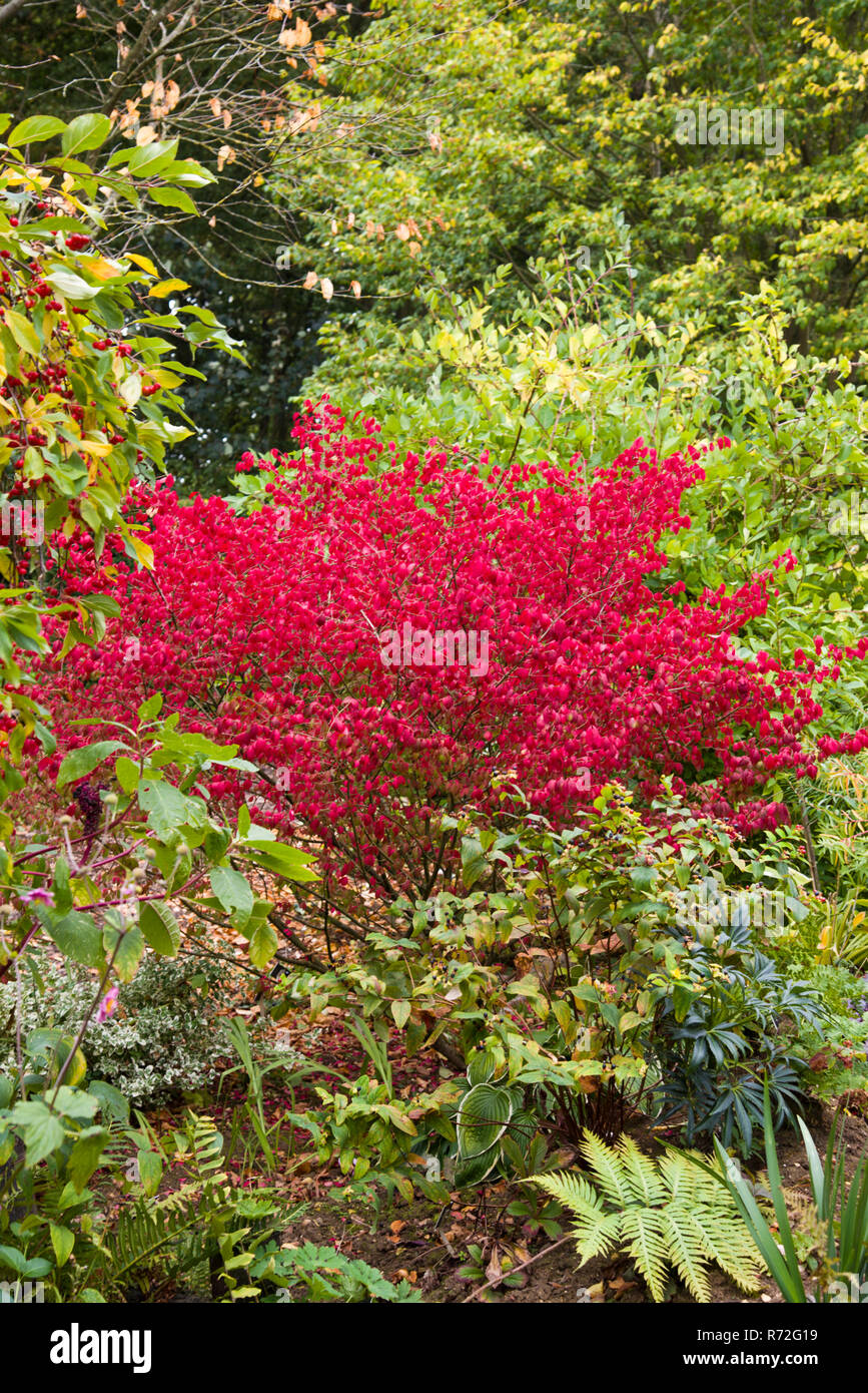 Euonymus alatus winged spindle tree hi-res stock photography and images ...