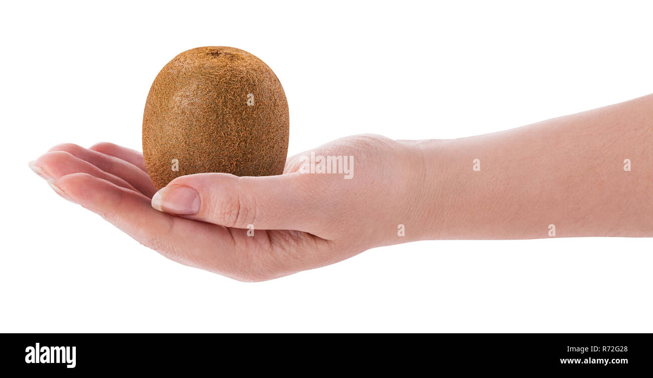 Whole kiwi fruit on hand isolated on white background. Clipping Path ...