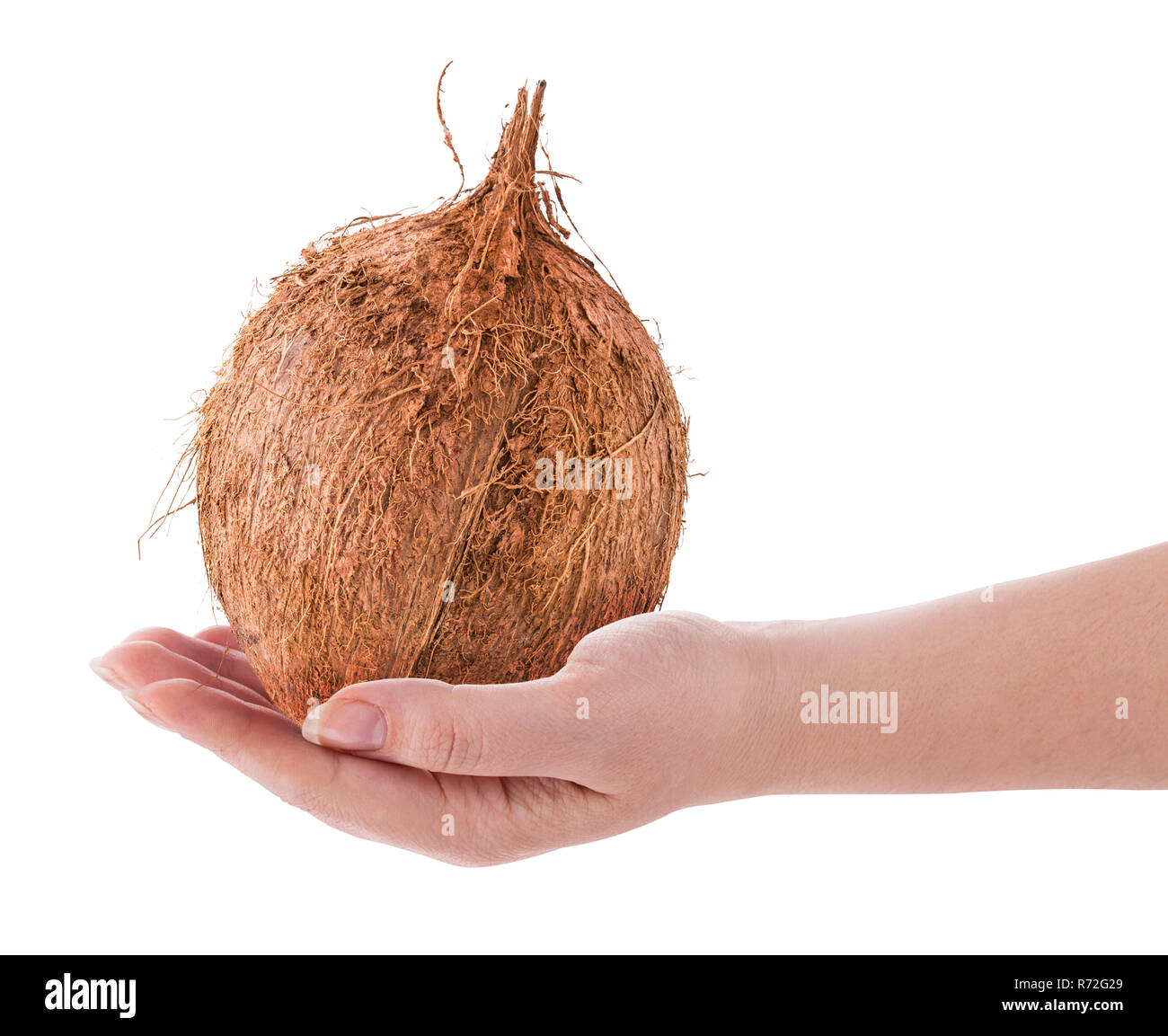 Coconut in hand isolated on white background. Clipping Path. Full depth ...