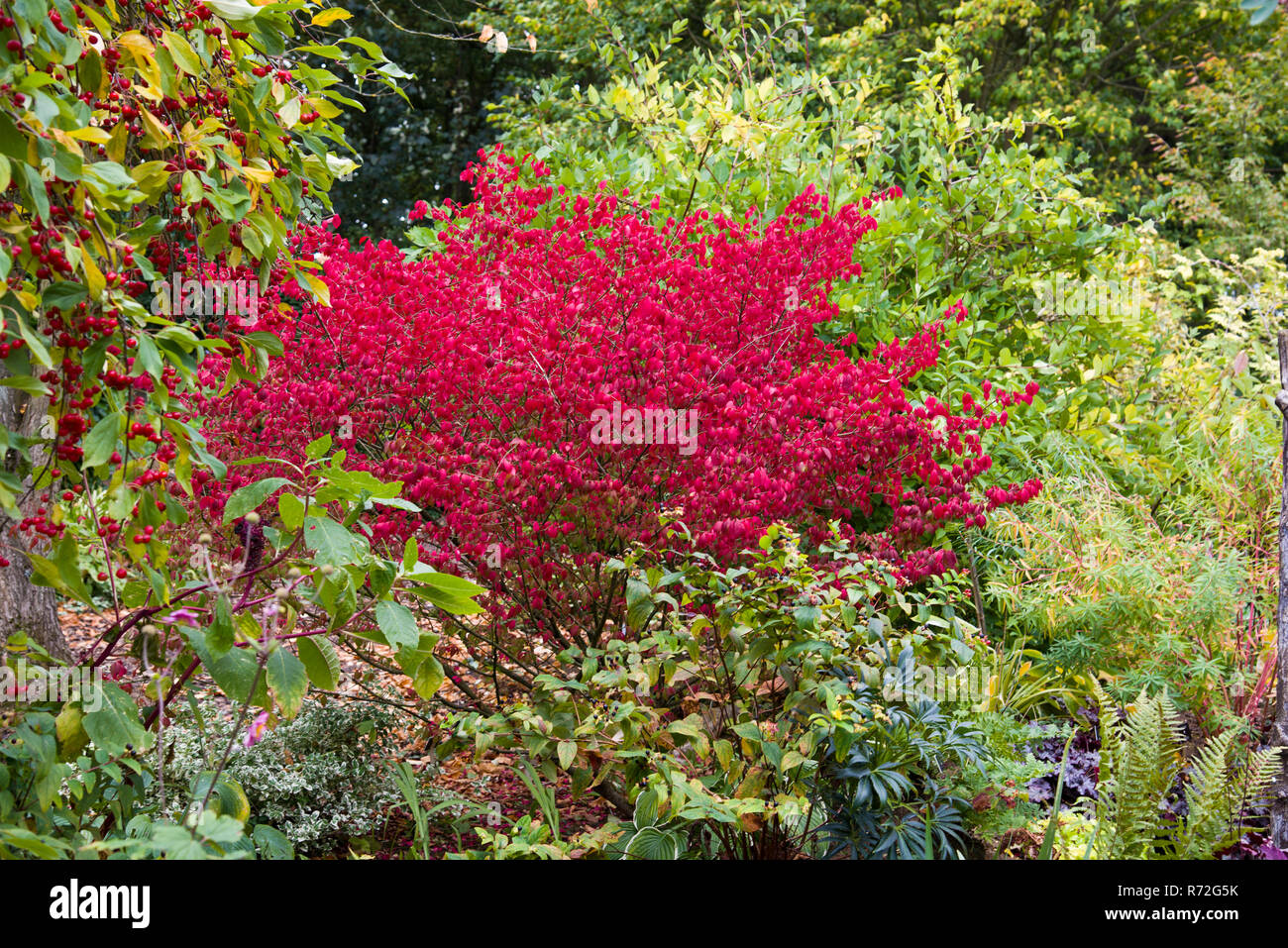 Euonymus alatus hi-res stock photography and images - Alamy